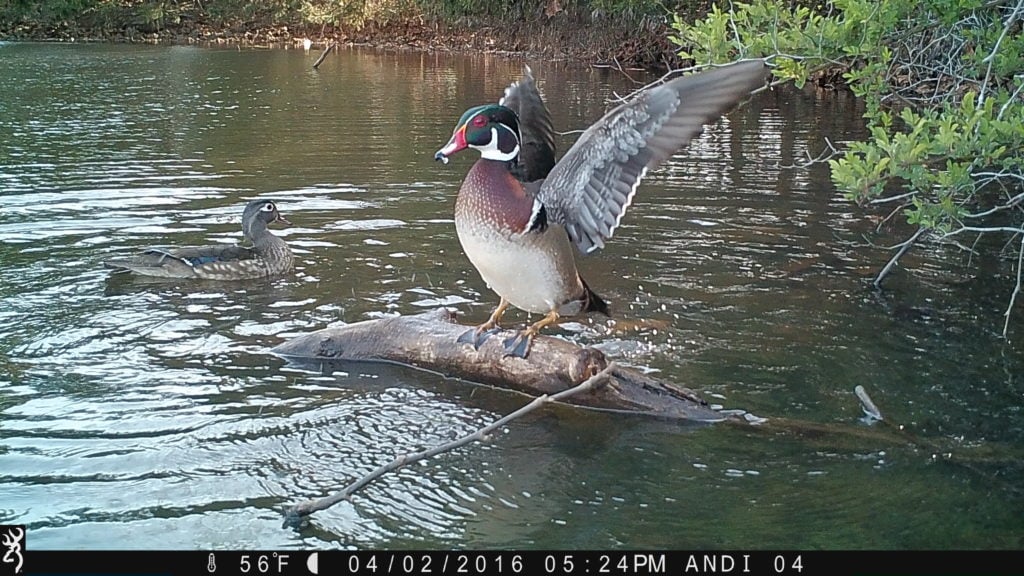 Quick Guide to Understanding Trail Camera Settings