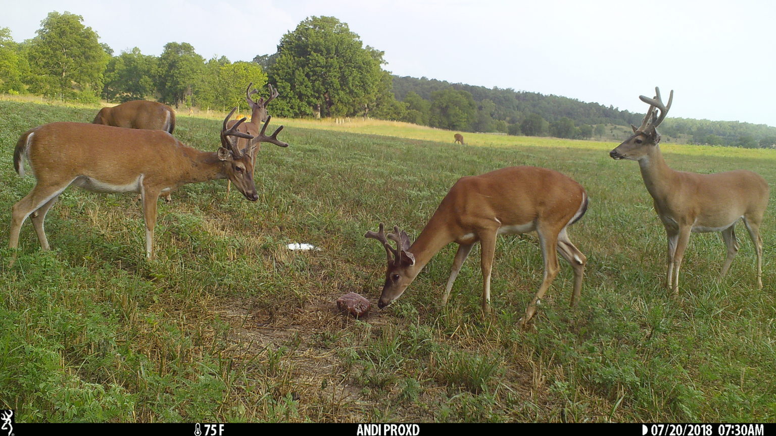 Quick Guide to Understanding Trail Camera Settings